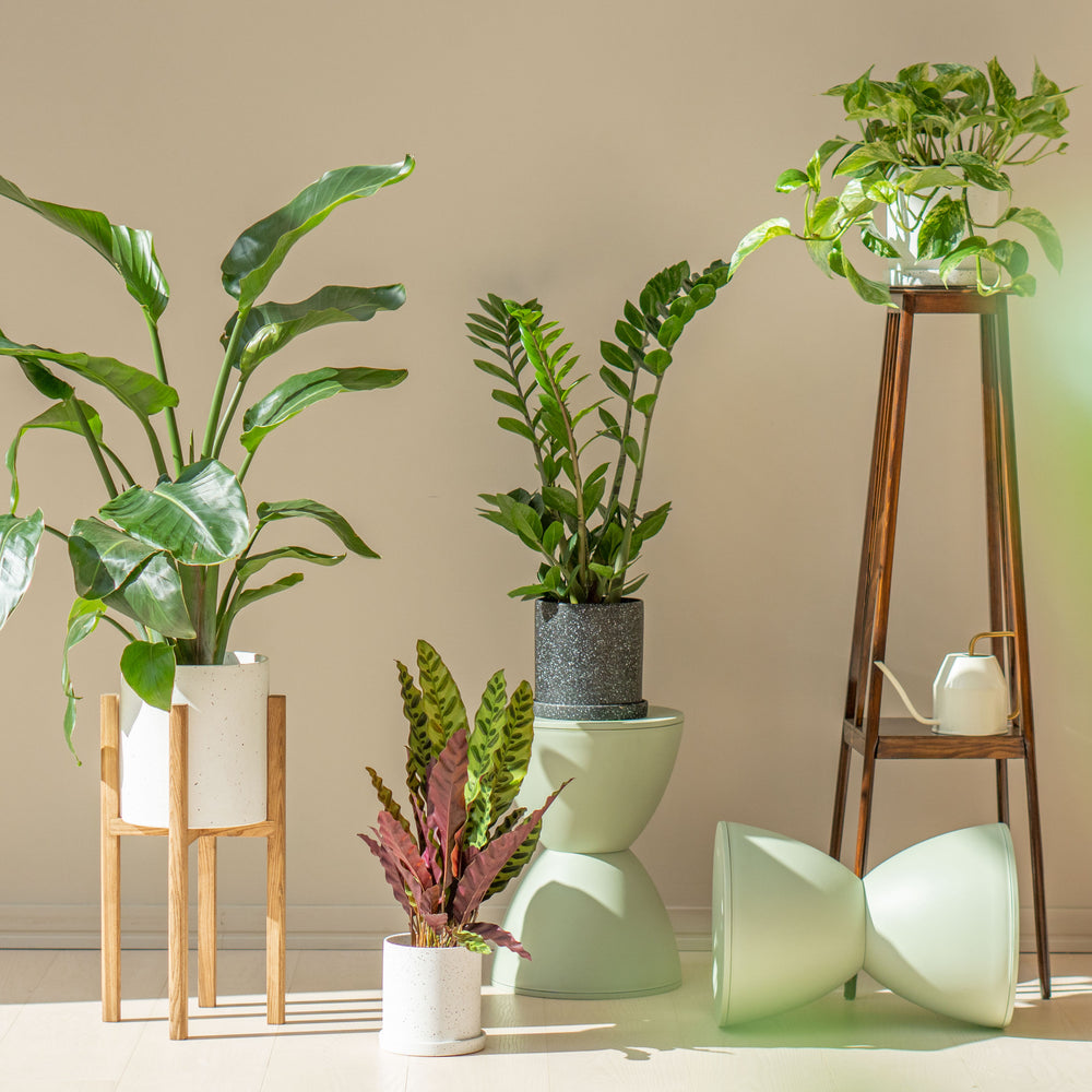 LYF White (Smart Plant Keeper) – Planteia