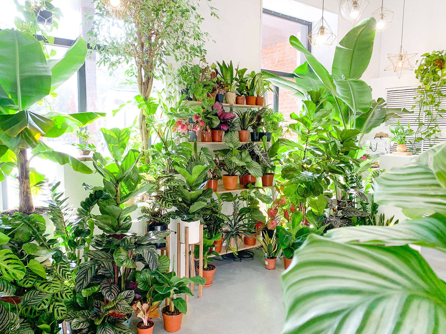 What can plants teach us – Planteia