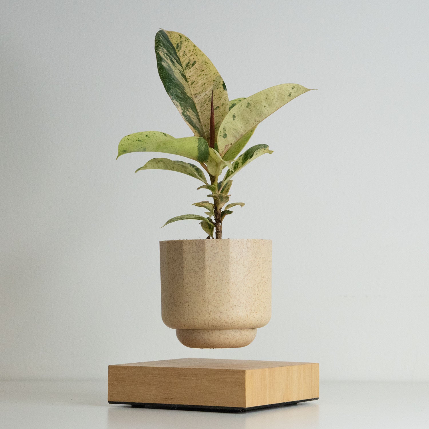 Levio - Levitating Pot | Plant floats in the mid-air |Planteia
