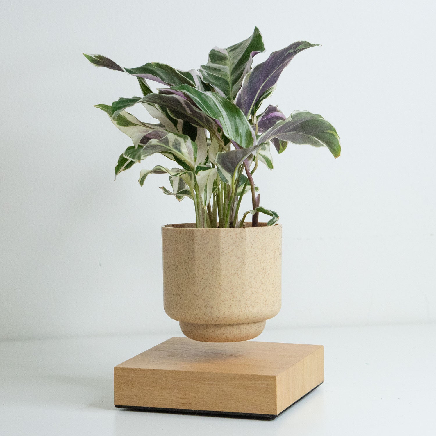Levio - Levitating Pot | Plant floats in the mid-air |Planteia