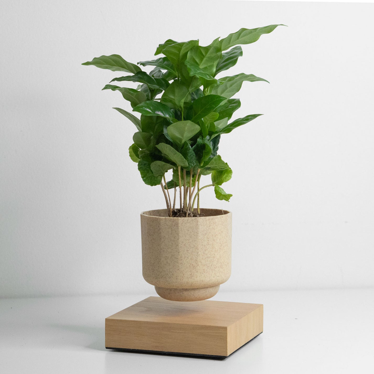 Levitating Plant Pot | Floating Plant Levio Coffee Arabica | Plant ...