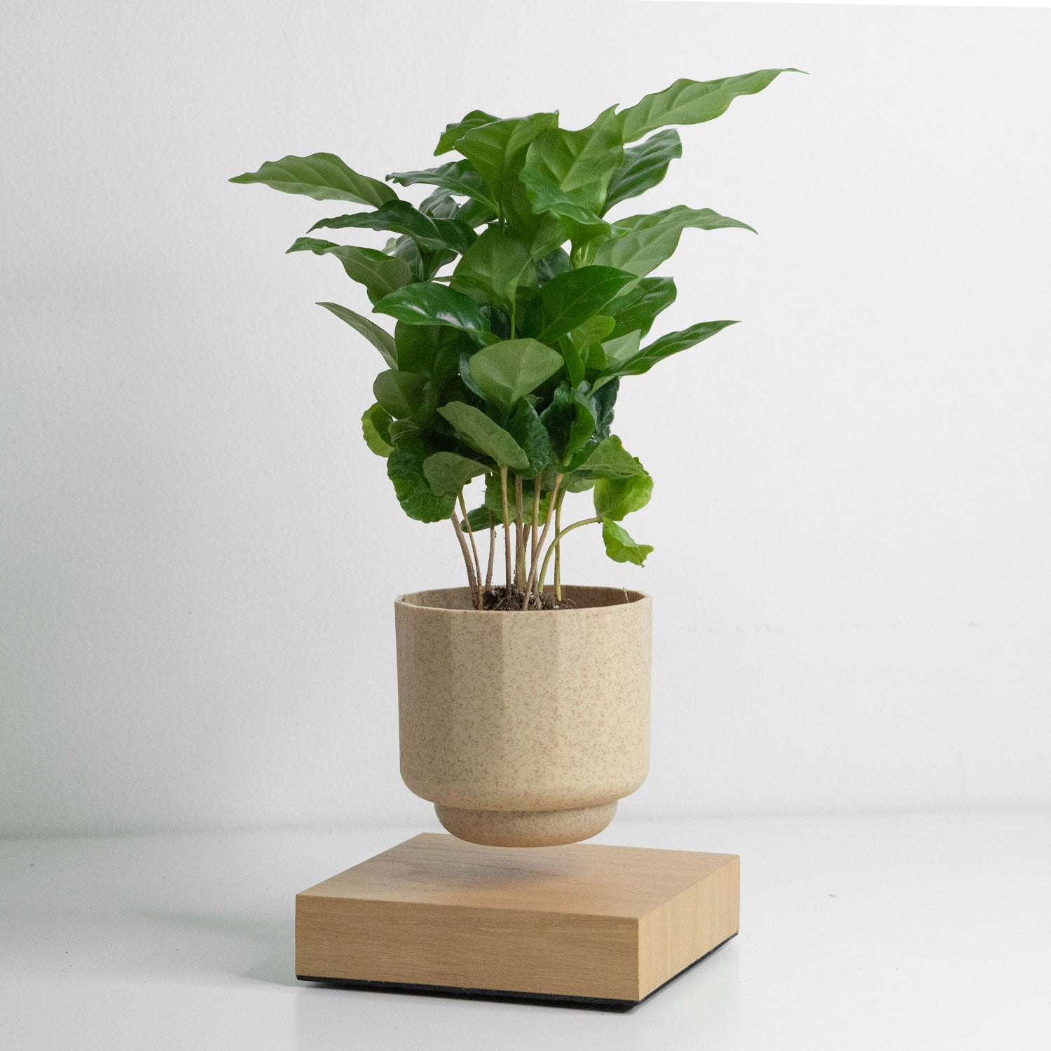 Levitating Plant Pot | Floating Plant Levio Coffee Arabica | Plant ...