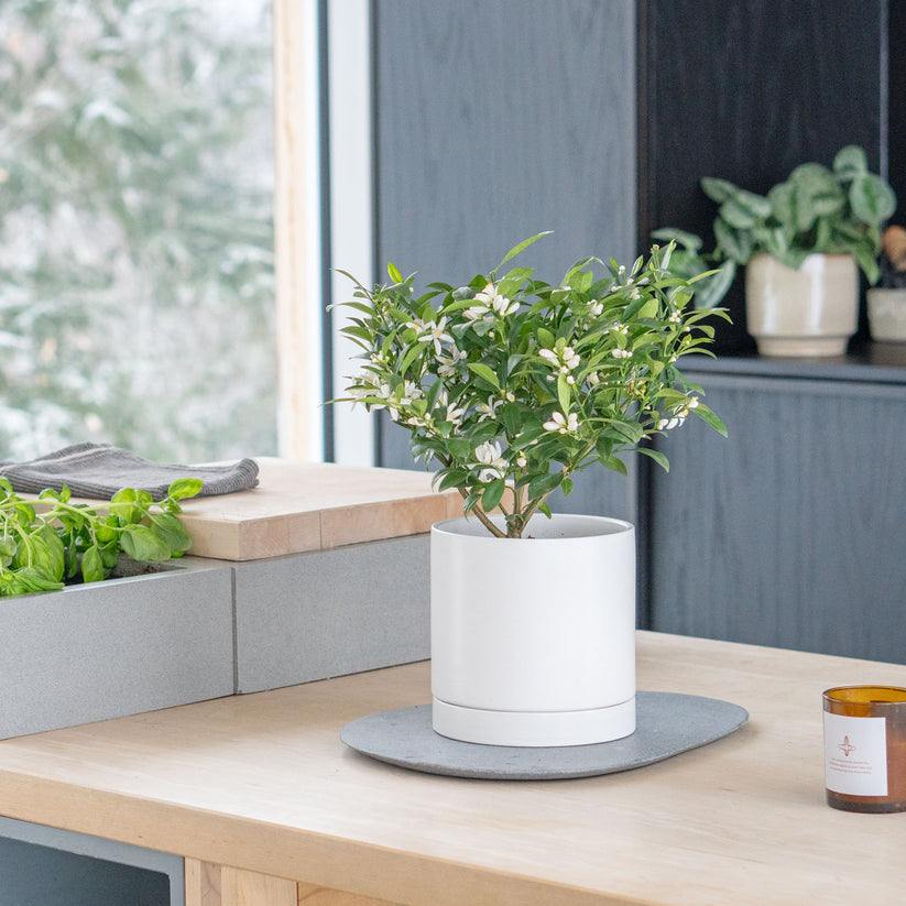 Calamondin Plant | Calamansi Calamondin Tree in 7” Pot | Potted ...