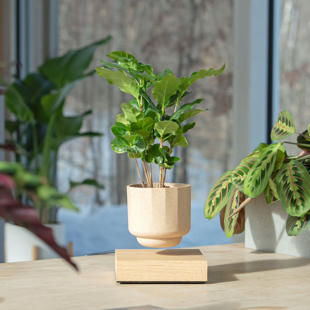 Levitating Plant Pot | Floating Plant Levio Coffee Arabica | Plant ...