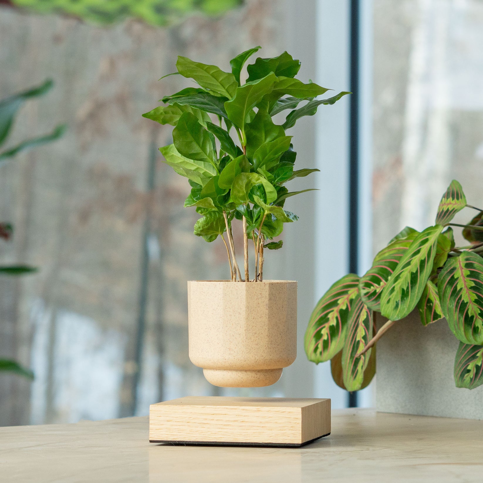 Levitating Plant Pot | Floating Plant Levio Coffee Arabica | Plant ...