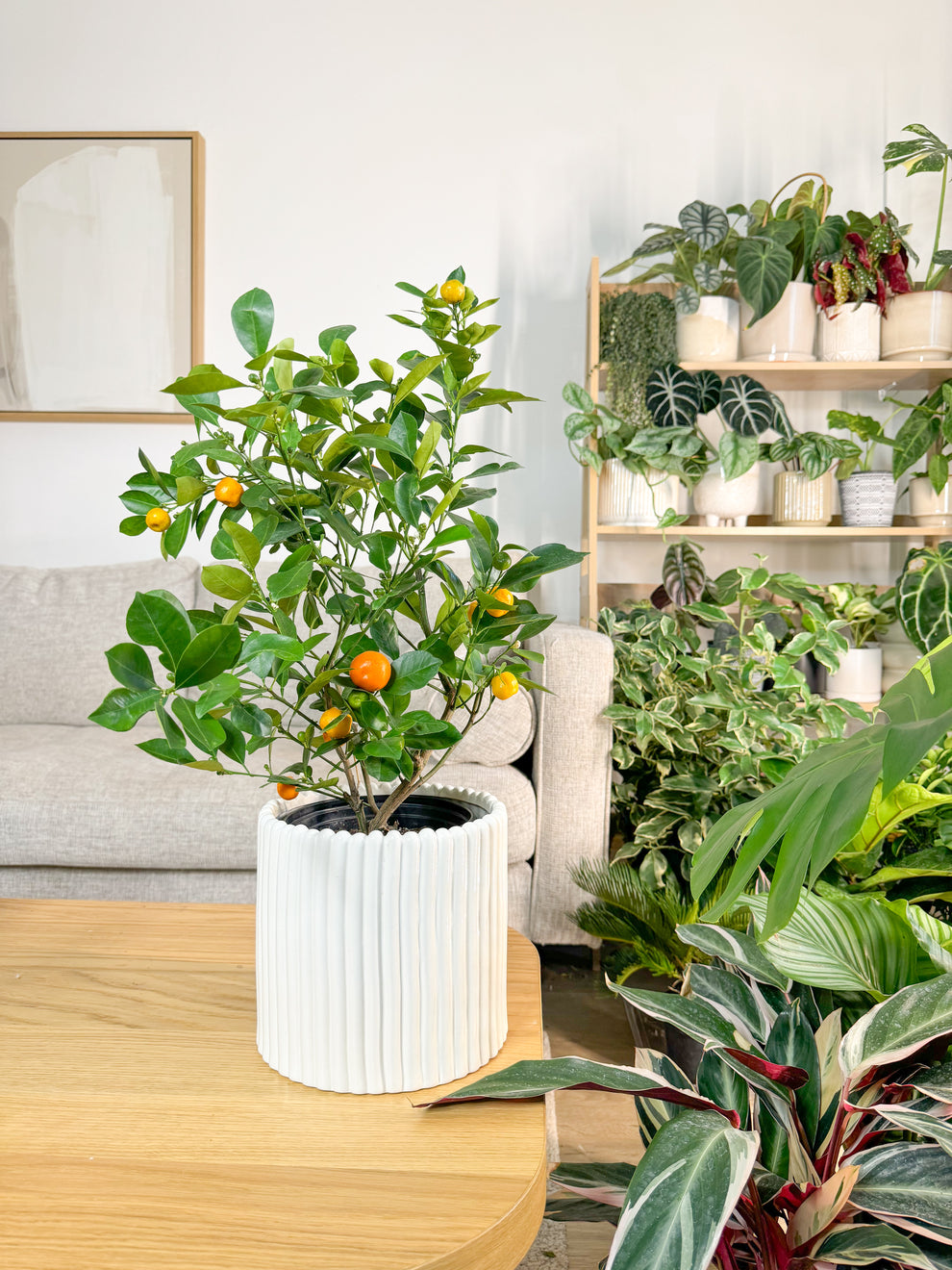 Calamondin Plant | Calamansi Calamondin Tree in 7” Pot | Potted ...