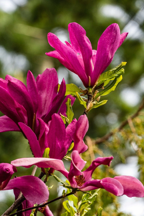 Magnolia Susan – Compact Purple Magnolia Tree | Cold-Hardy Spring ...