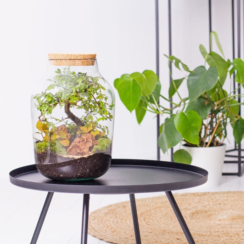 Plant Terrariums - Self-Sustaining Miniature Gardens | Planteia