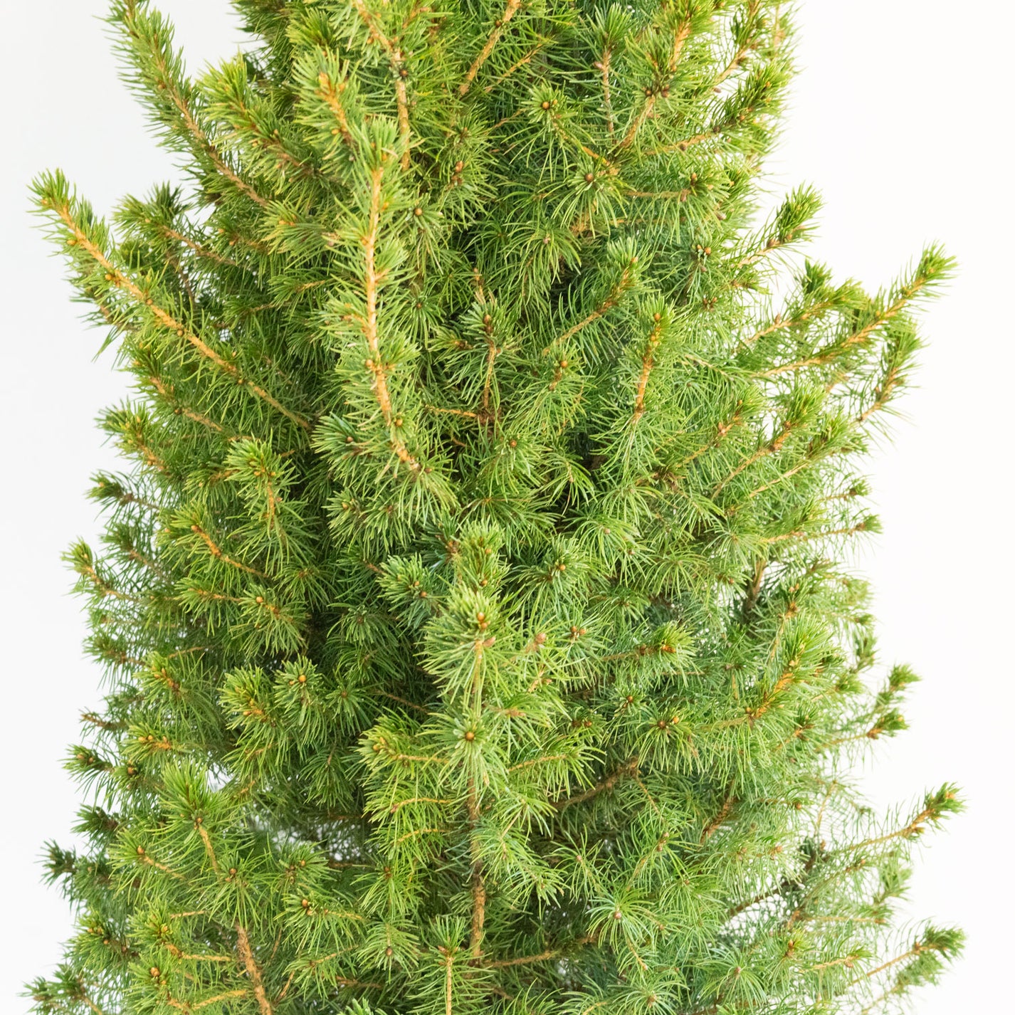 Dwarf Alberta Spruce – Cold-Hardy Evergreen Conifer Tree | Compact ...