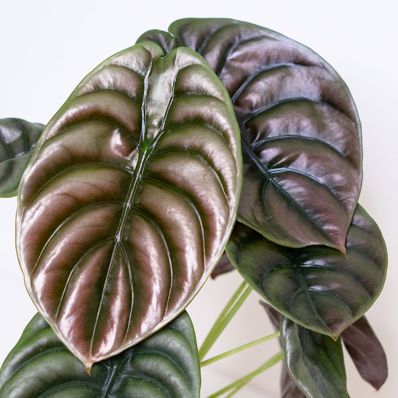 Alocasia Cuprea Red Secret | Red Secret Alocasia in 4” Pot | Juwel ...