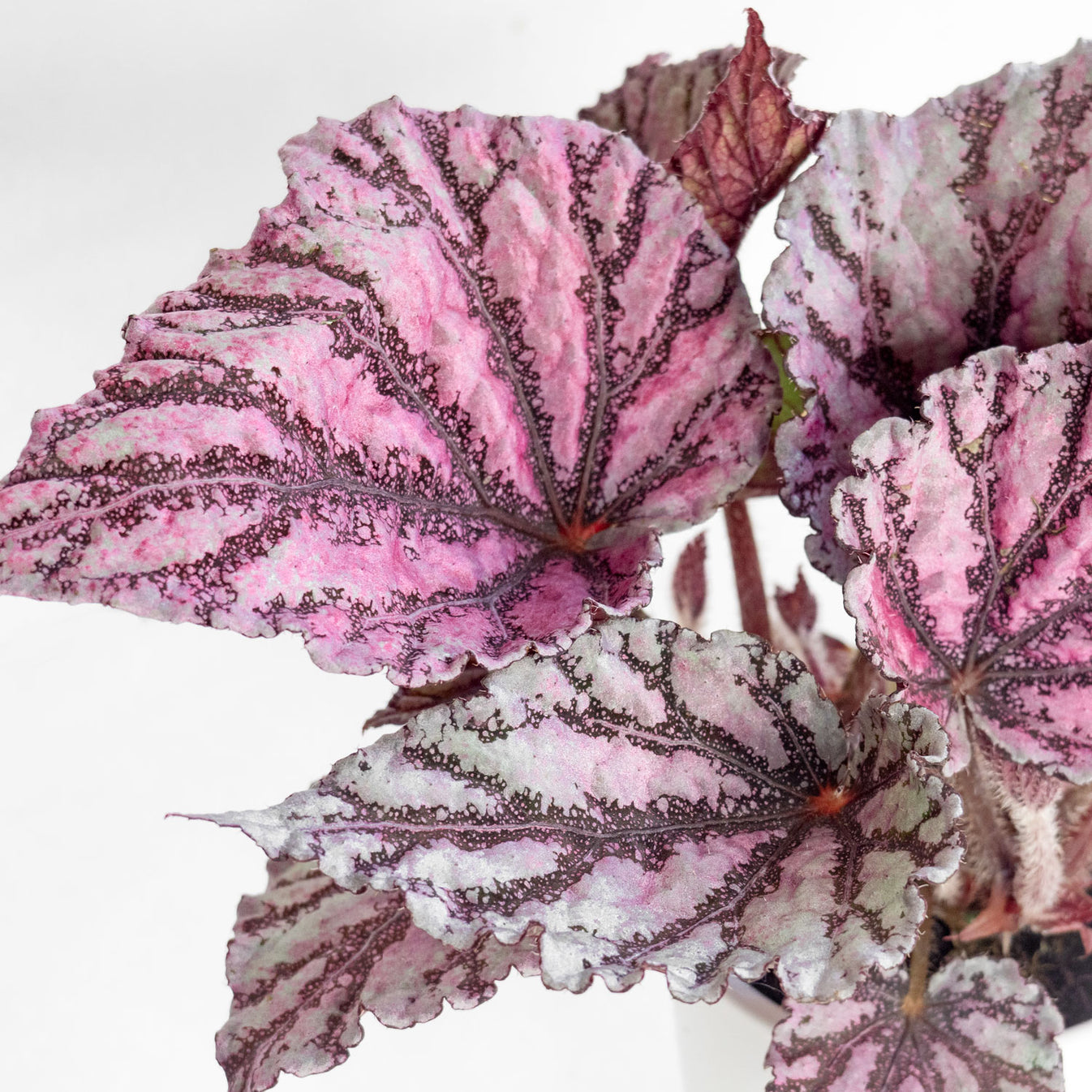 Begonia Rex ‘Spirit of Sumatra’ – Colorful Artistic Foliage Houseplant ...