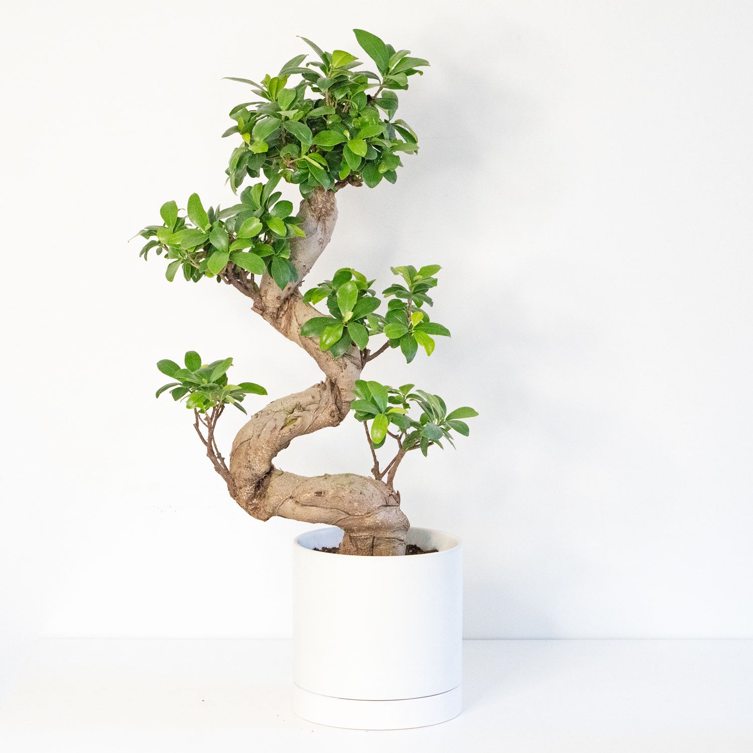Ficus Retusa | Bonsai Ficus Retusa S-Shape in 8” Pot - Potted Ficus ...