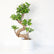 Ficus Retusa | Bonsai Ficus Retusa S-Shape in 8” Pot - Potted Ficus ...