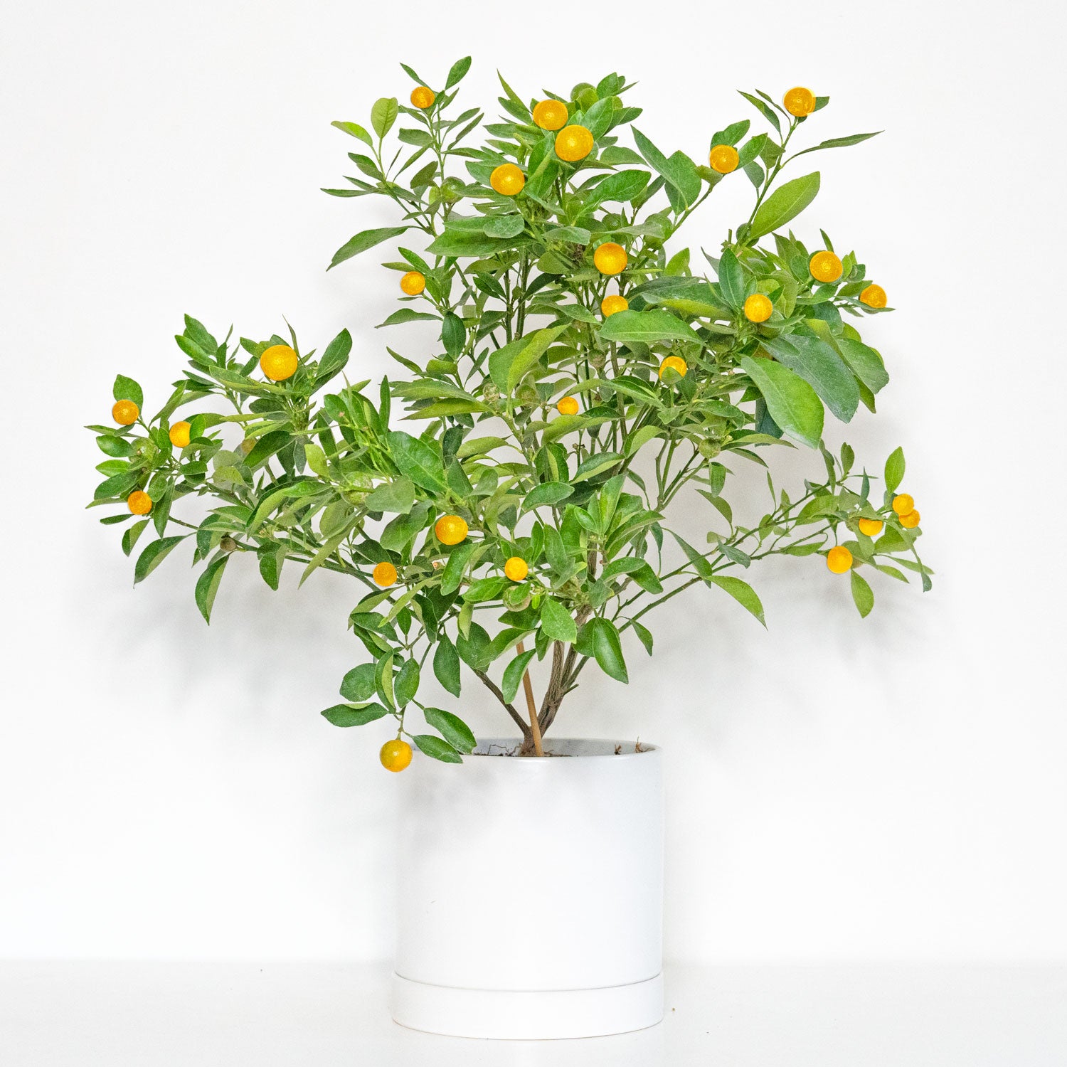 Calamondin Plant | Calamansi Calamondin Tree in 7” Pot | Potted ...