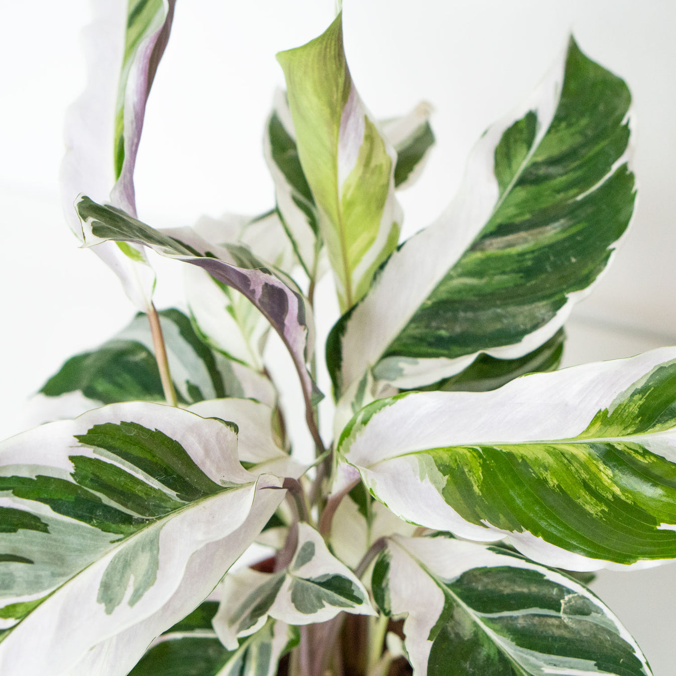 Calathea White Fusion | Buy Rare Variegated Plant Canada | Planteia