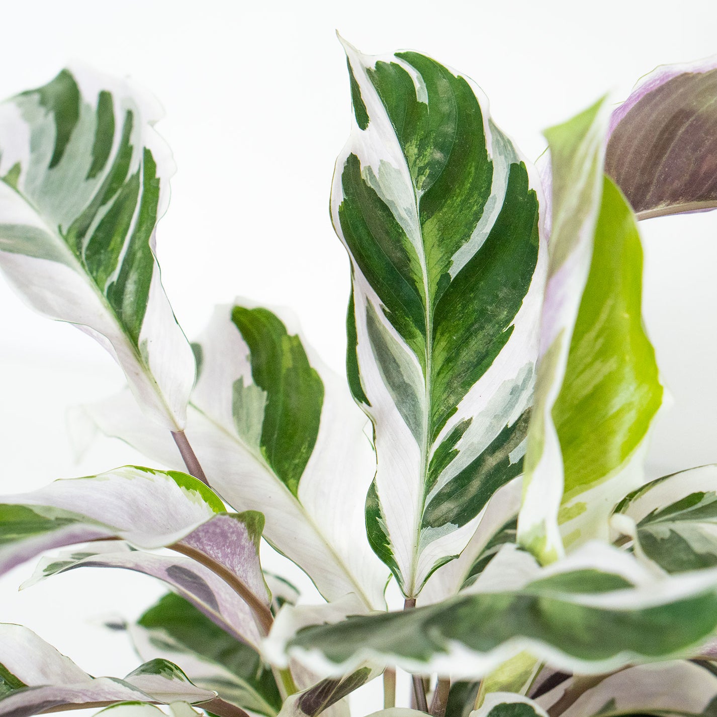 Calathea White Fusion | Buy Rare Variegated Plant Canada | Planteia