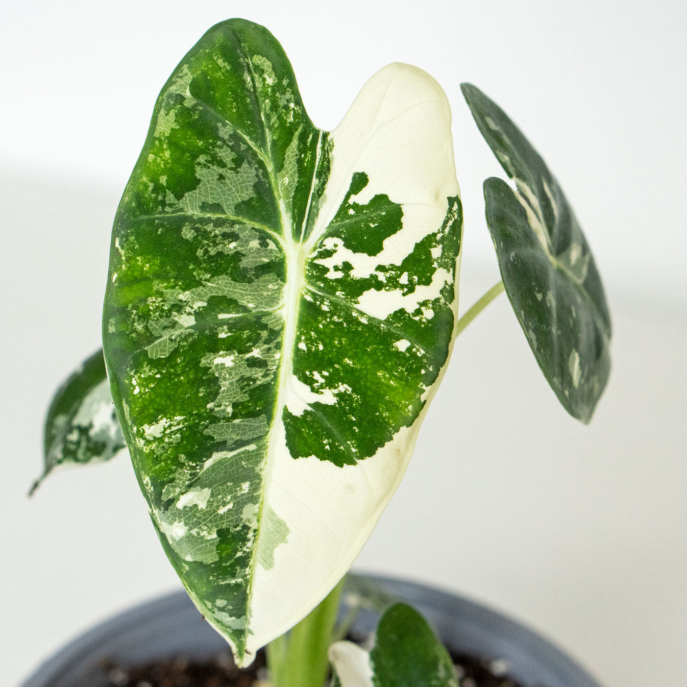 Alocasia Frydek Variegated | Rare Indoor Plant for delivery | Planteia