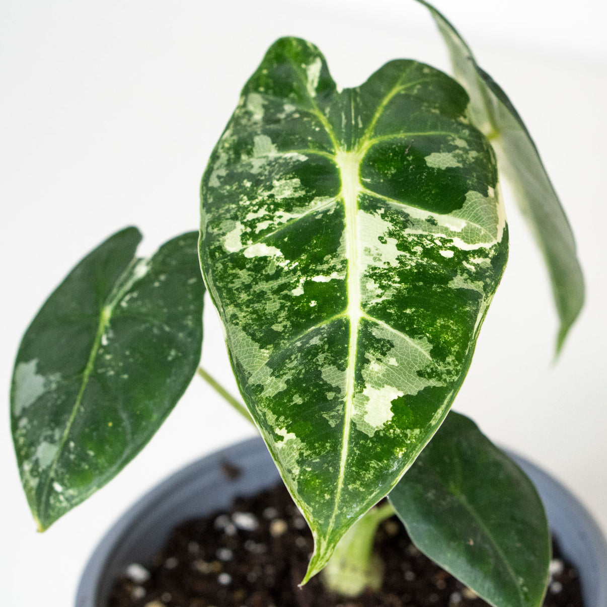 Alocasia Frydek Variegated | Rare Indoor Plant for delivery | Planteia