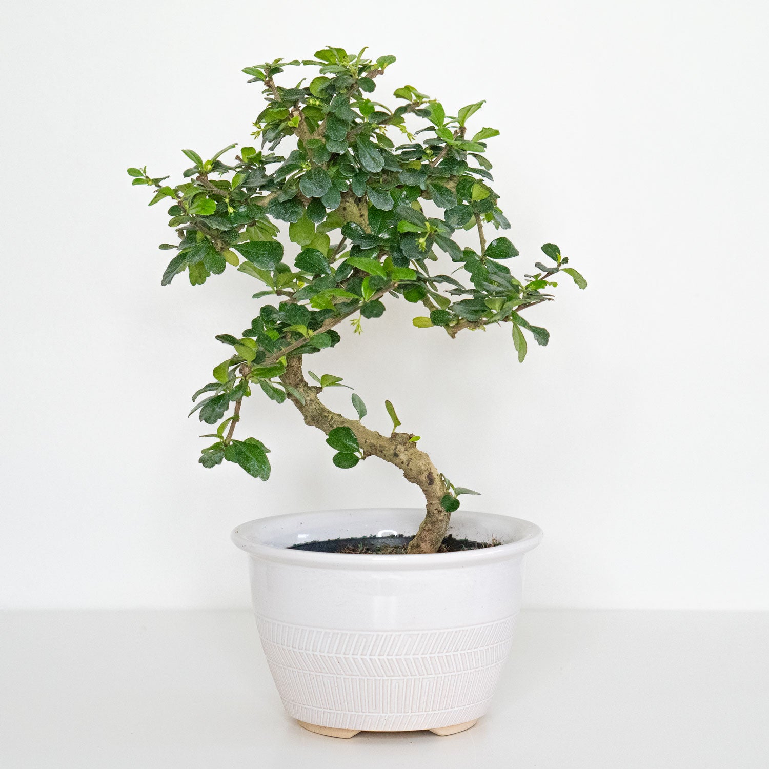 Bonsai Carmona in 6" Pot | Fukien Tea Bonsai for delivery | Planteia