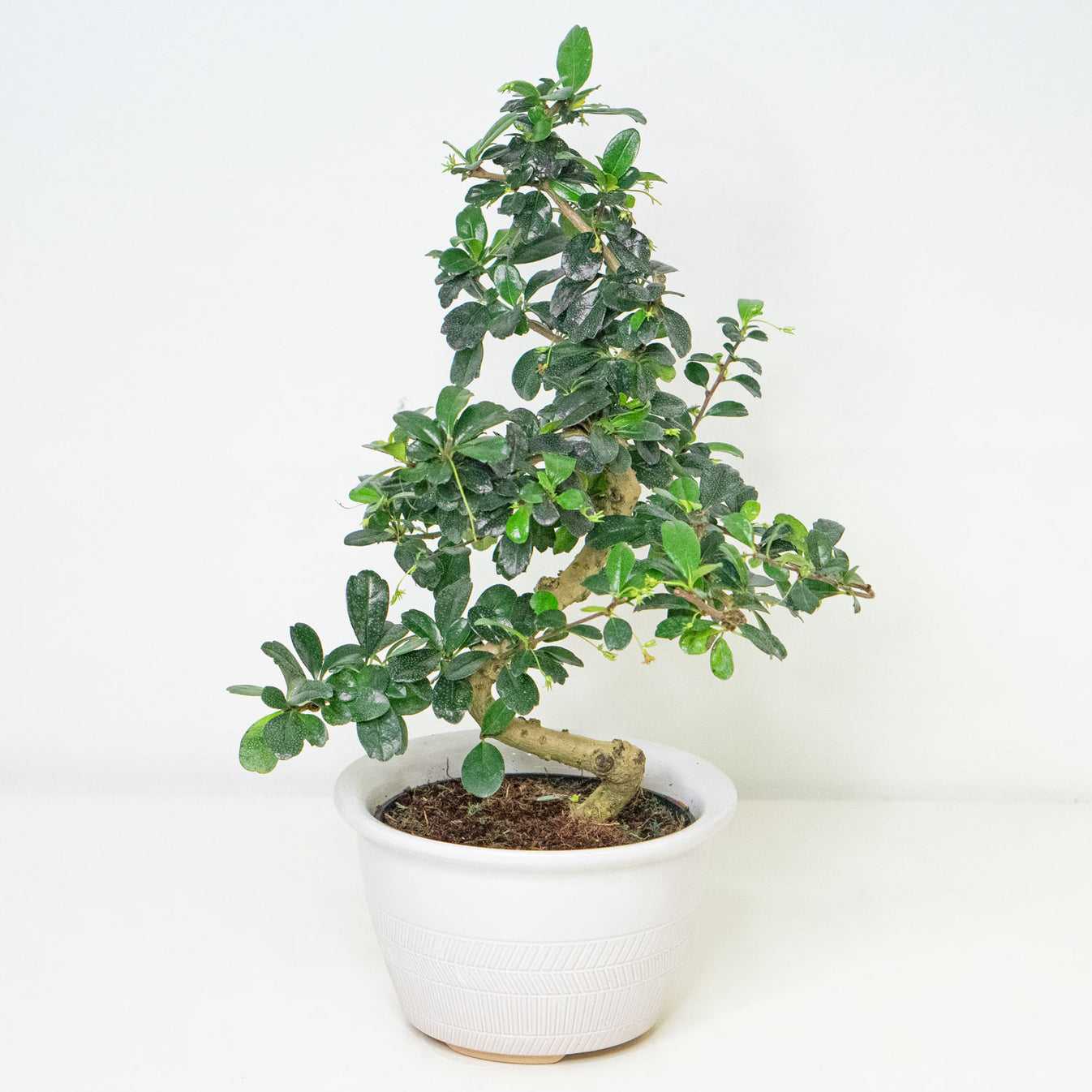 Bonsai Carmona in 6" Pot | Fukien Tea Bonsai for delivery | Planteia