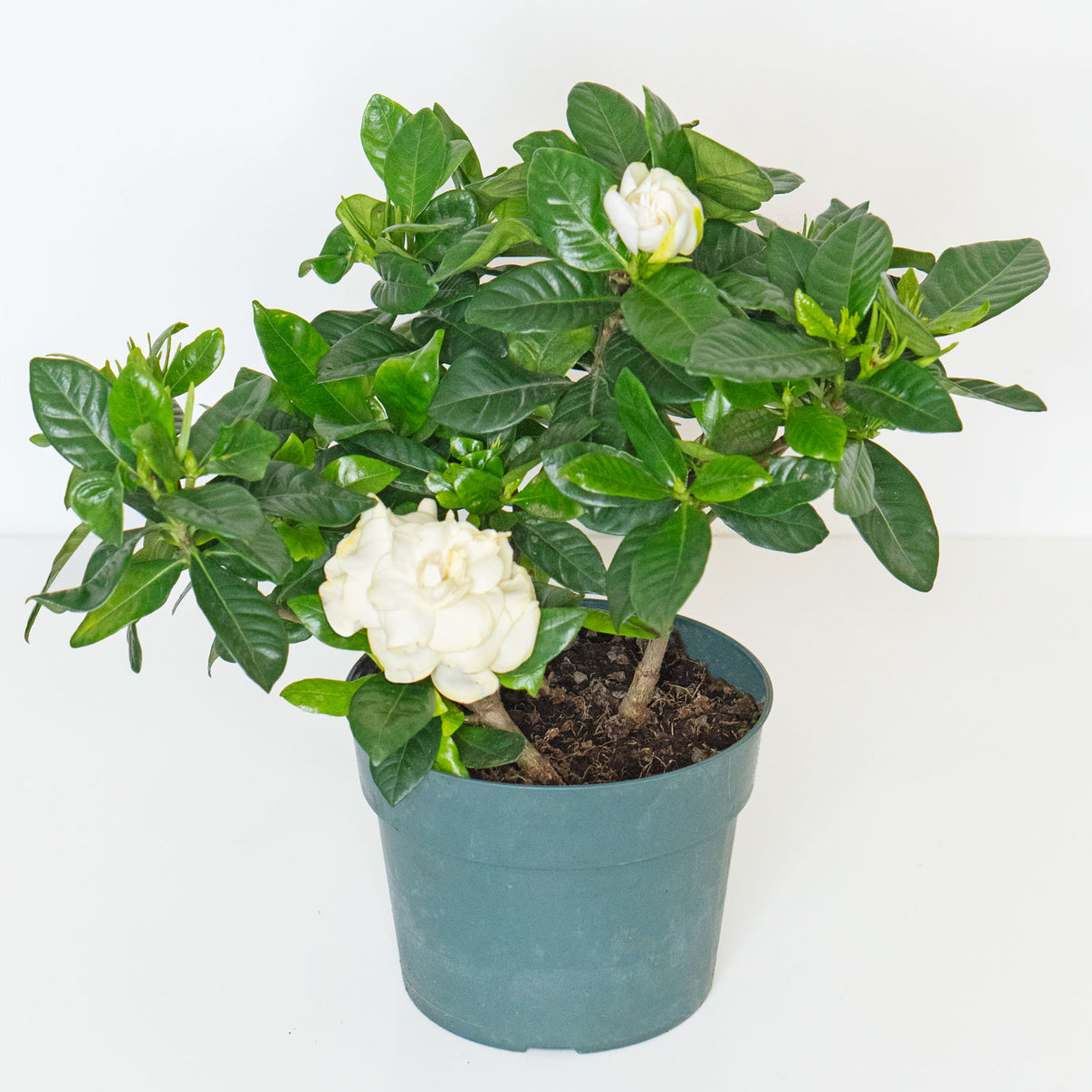 Gardenia | Gardenia Bush in 6" Pot | Easy-Care Potted Houseplants for ...