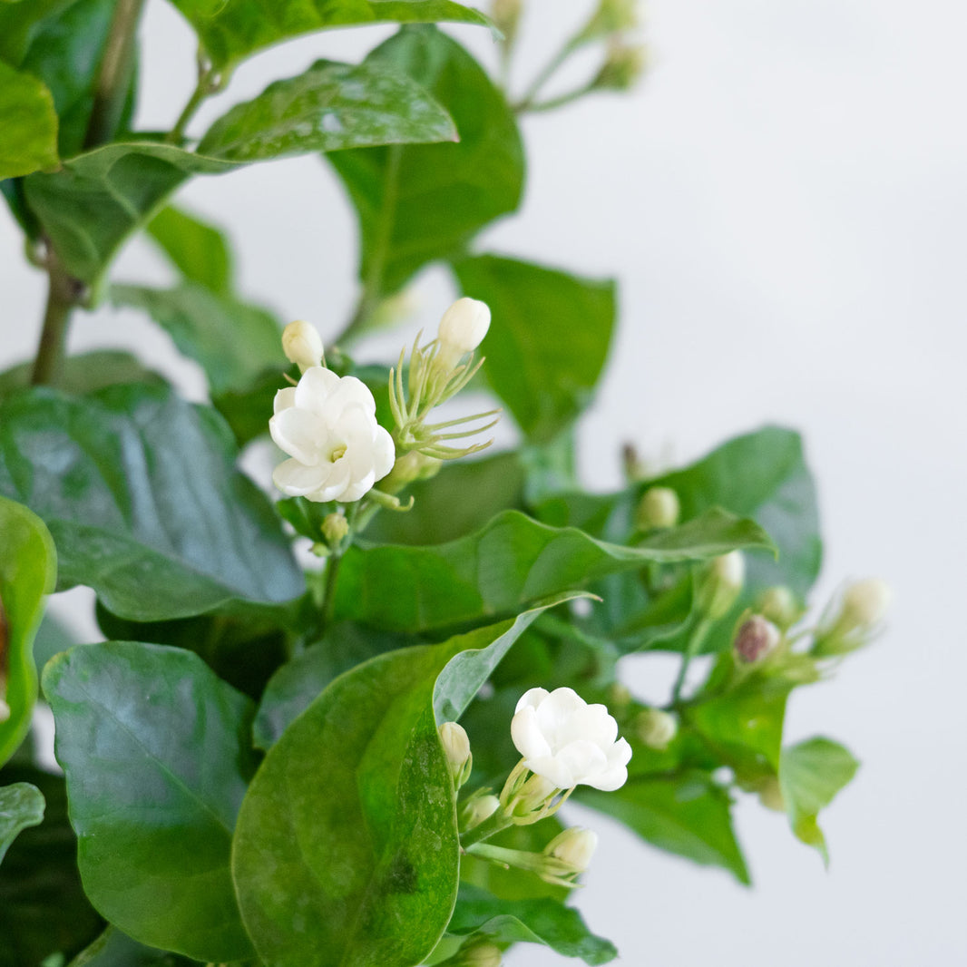 Large Indoor Plants and Floor Plants Delivered to You - Planteia