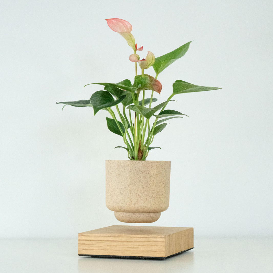 Levio - Levitating Pot | Plant floats in the mid-air |Planteia