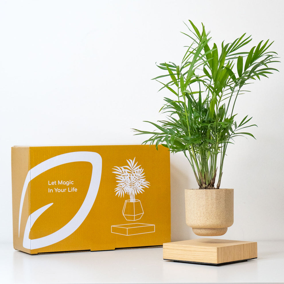 Levitating Plant Pot | Floating Plant Levio Coffee Arabica | Plant ...