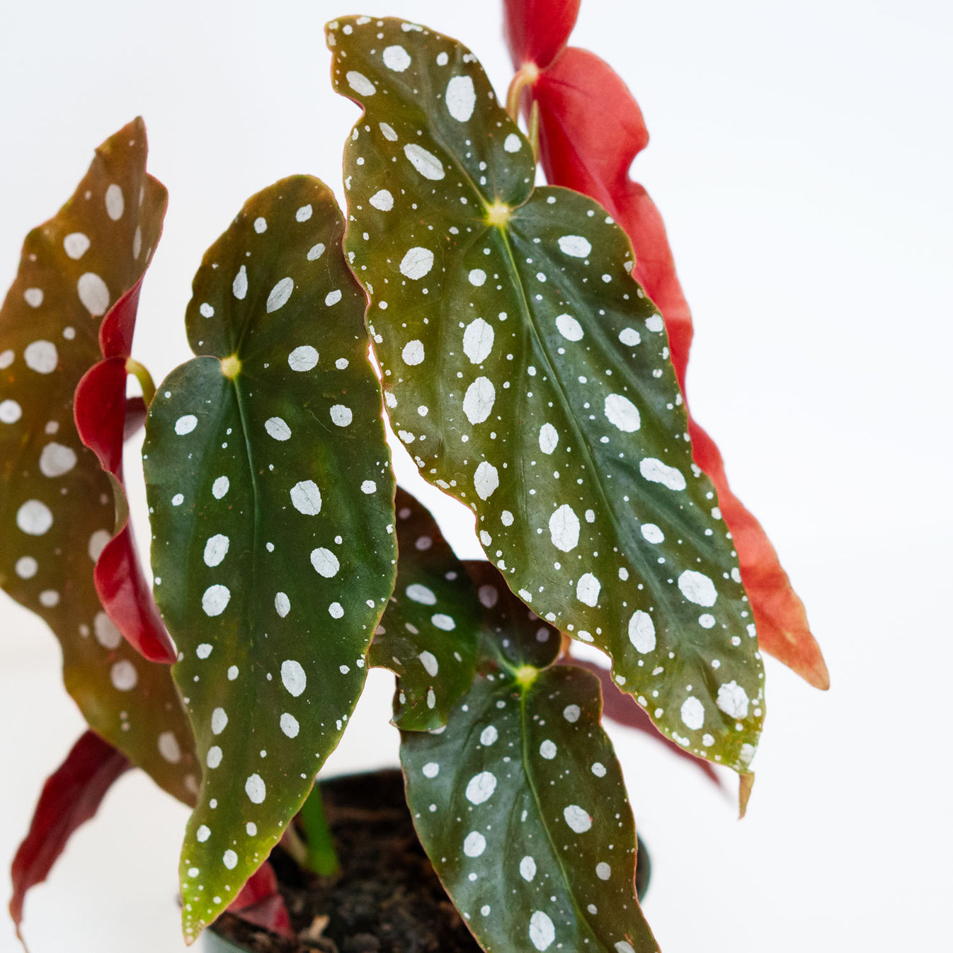 Begonia Maculata | Polka Dot Begonia Plant for delivery | Planteia
