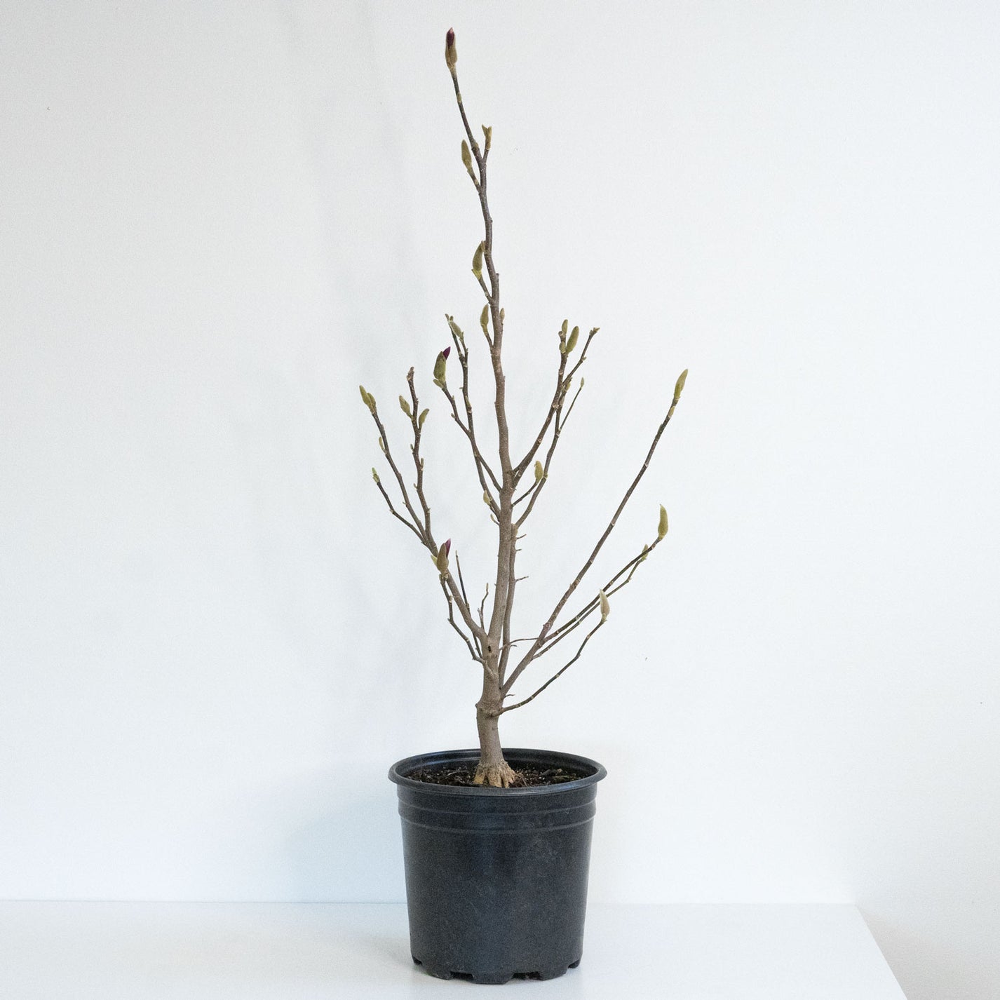 Magnolia Susan – Compact Purple Magnolia Tree | Cold-Hardy Spring ...