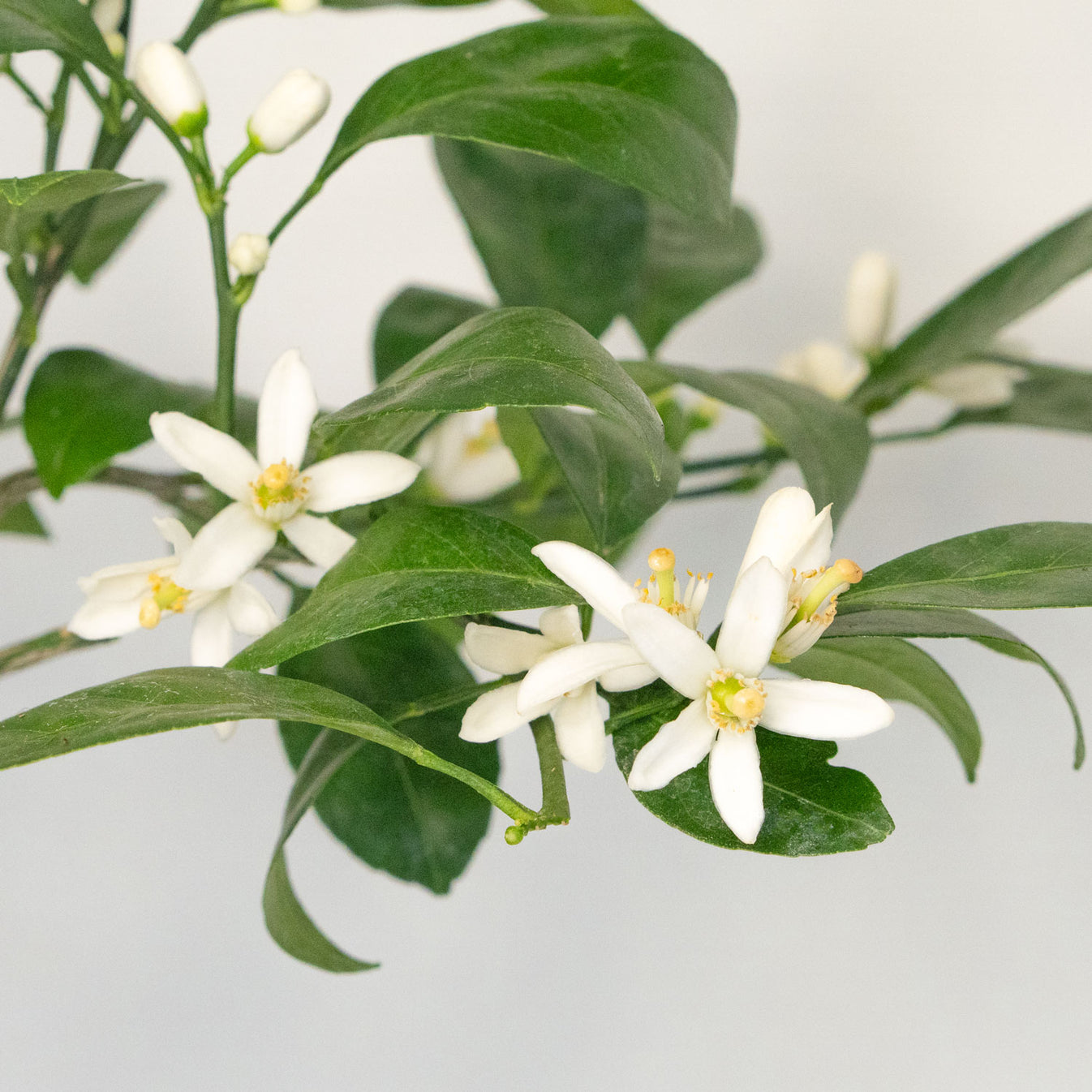 Mandarin Orange Tree | Dobashi Beni Satsuma Mandarin in 7” Pot | Potted ...