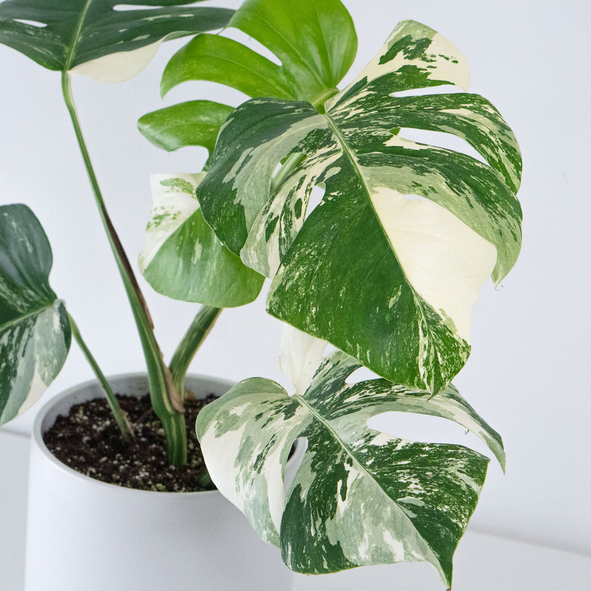 Monstera Albo Variegated in 8” Pot | Rare Large Variegated Monstera ...