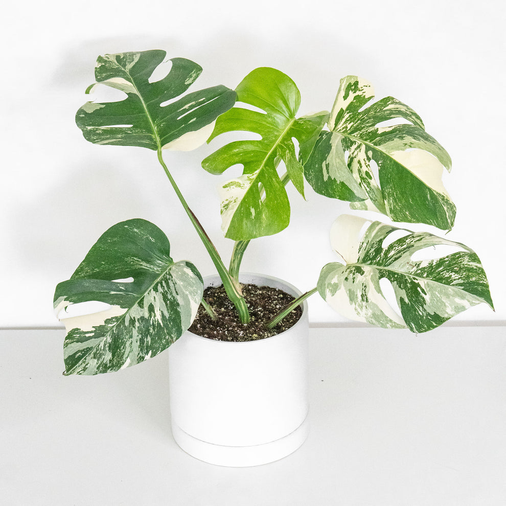 Monstera Albo Variegated in 8” Pot | Rare Large Variegated Monstera ...