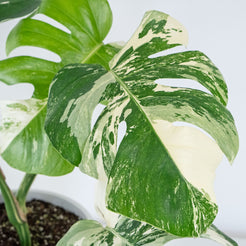 Monstera Albo Variegated in 8” Pot | Rare Large Variegated Monstera ...