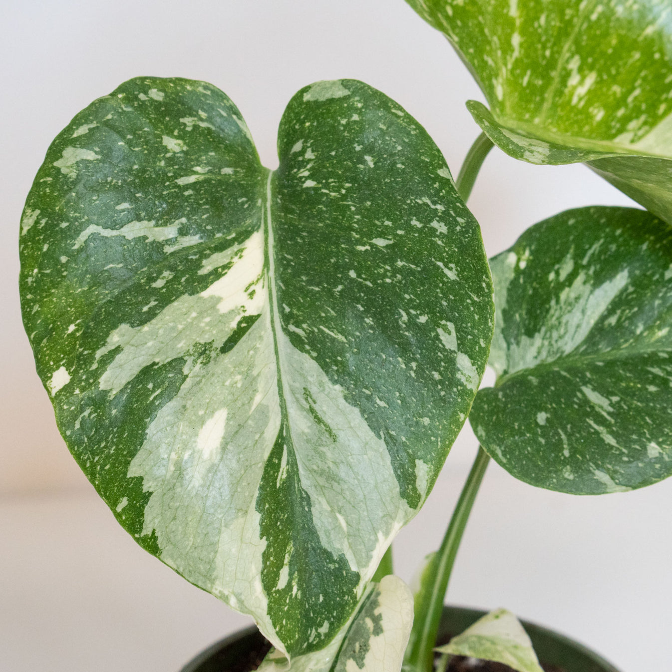 Monstera Thai Constellation in 6” Pot | Rare Variegated Thai Monstera ...