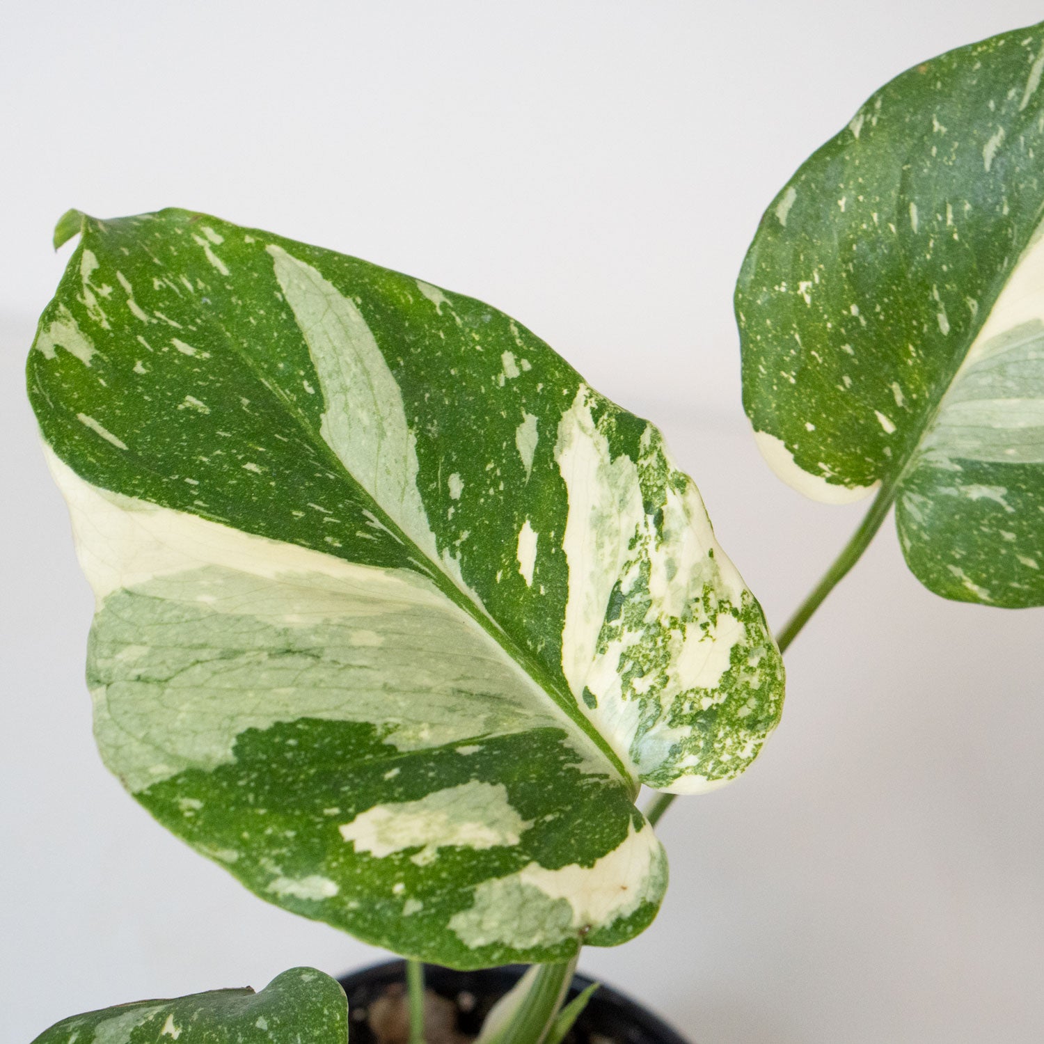Monstera Thai Constellation in 6” Pot | Rare Variegated Thai Monstera ...