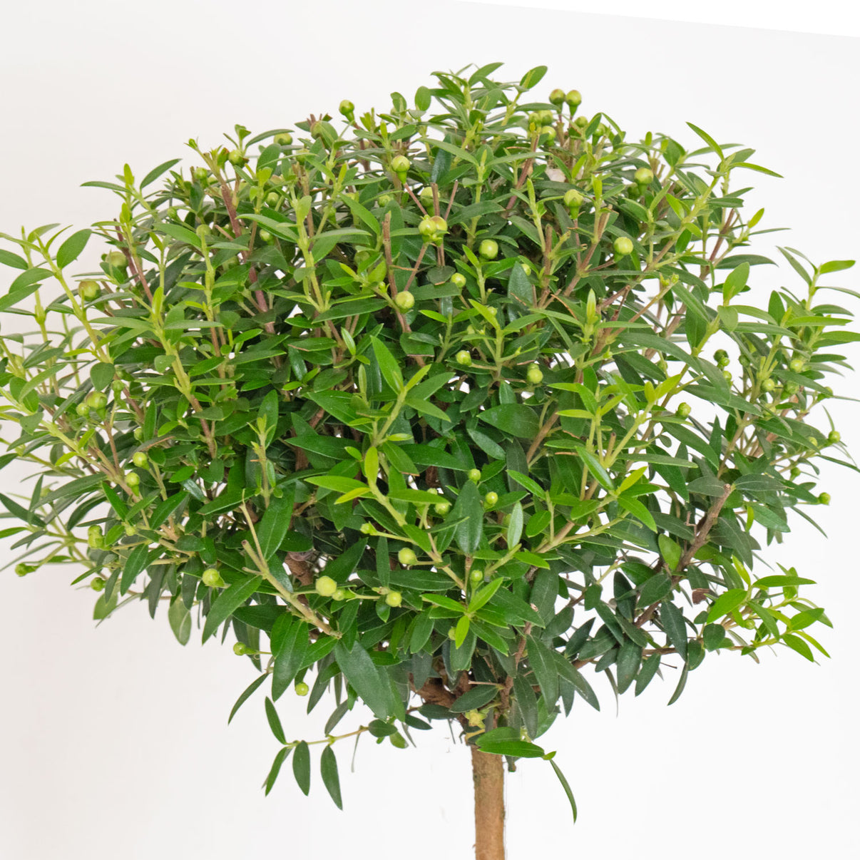 Myrtle | Myrtus Topiary in 4.5” Pot | Potted Myrtle Communis for ...