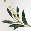 Olive Tree | Olive Tree Indoor Plant in 6” Pot | Olea Europaea Fruit ...