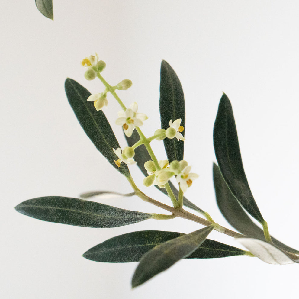 Olive Tree | Olive Tree Indoor Plant in 6” Pot | Olea Europaea Fruit ...
