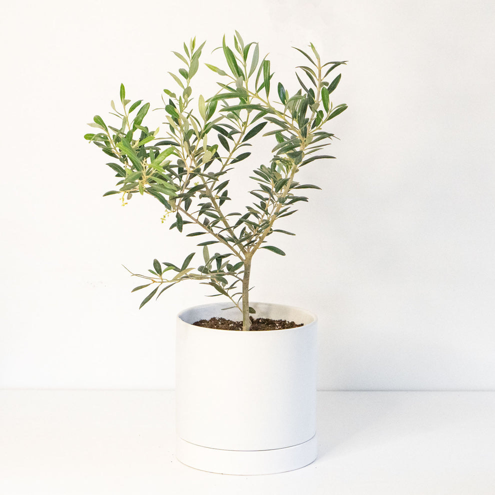 Olive Tree | Olive Tree Indoor Plant in 6” Pot | Olea Europaea Fruit ...