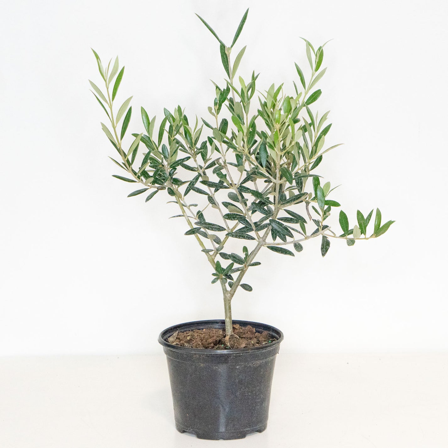 Olive Tree | Olive Tree Indoor Plant in 6” Pot | Olea Europaea Fruit ...