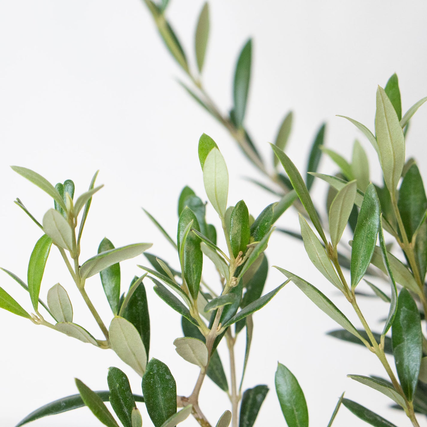 Olive Tree | Olive Tree Indoor Plant in 6” Pot | Olea Europaea Fruit ...