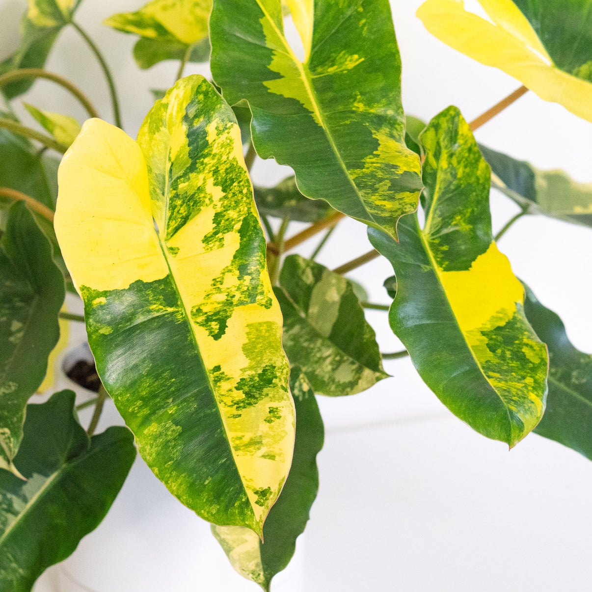 Philodendron Burle Marx Variegated | Rare Plant Canada | Planteia