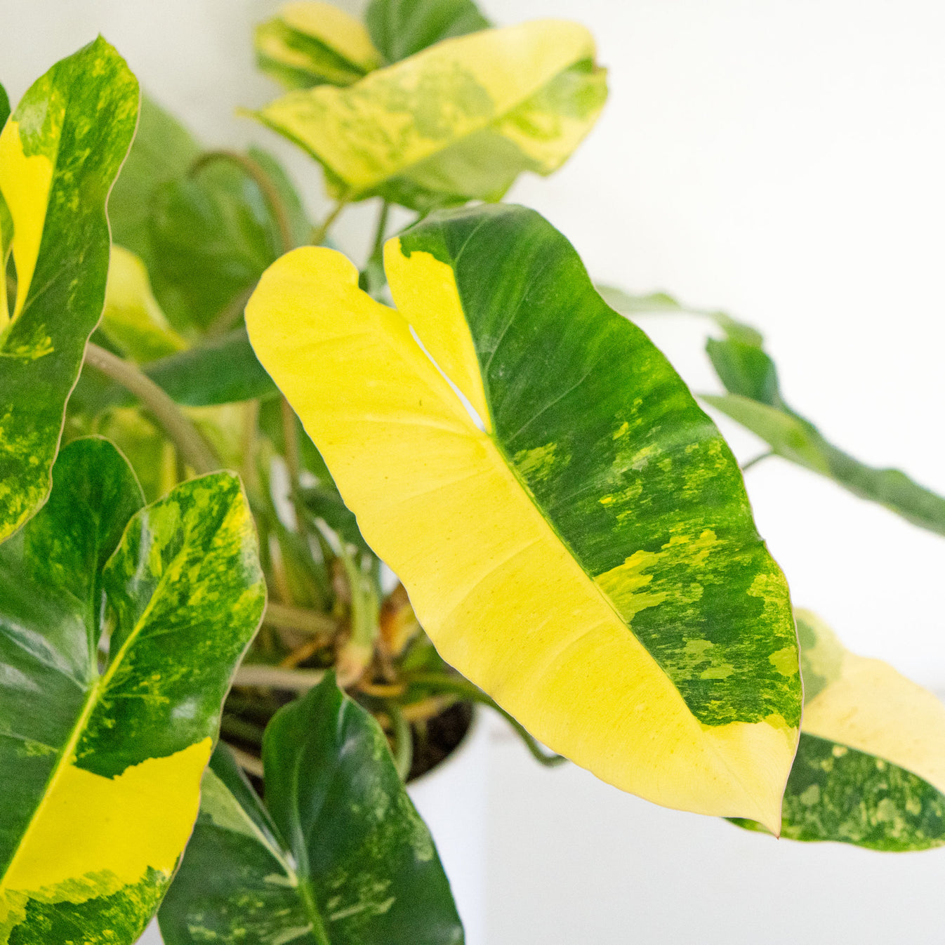 Philodendron Burle Marx Variegated | Rare Plant Canada | Planteia
