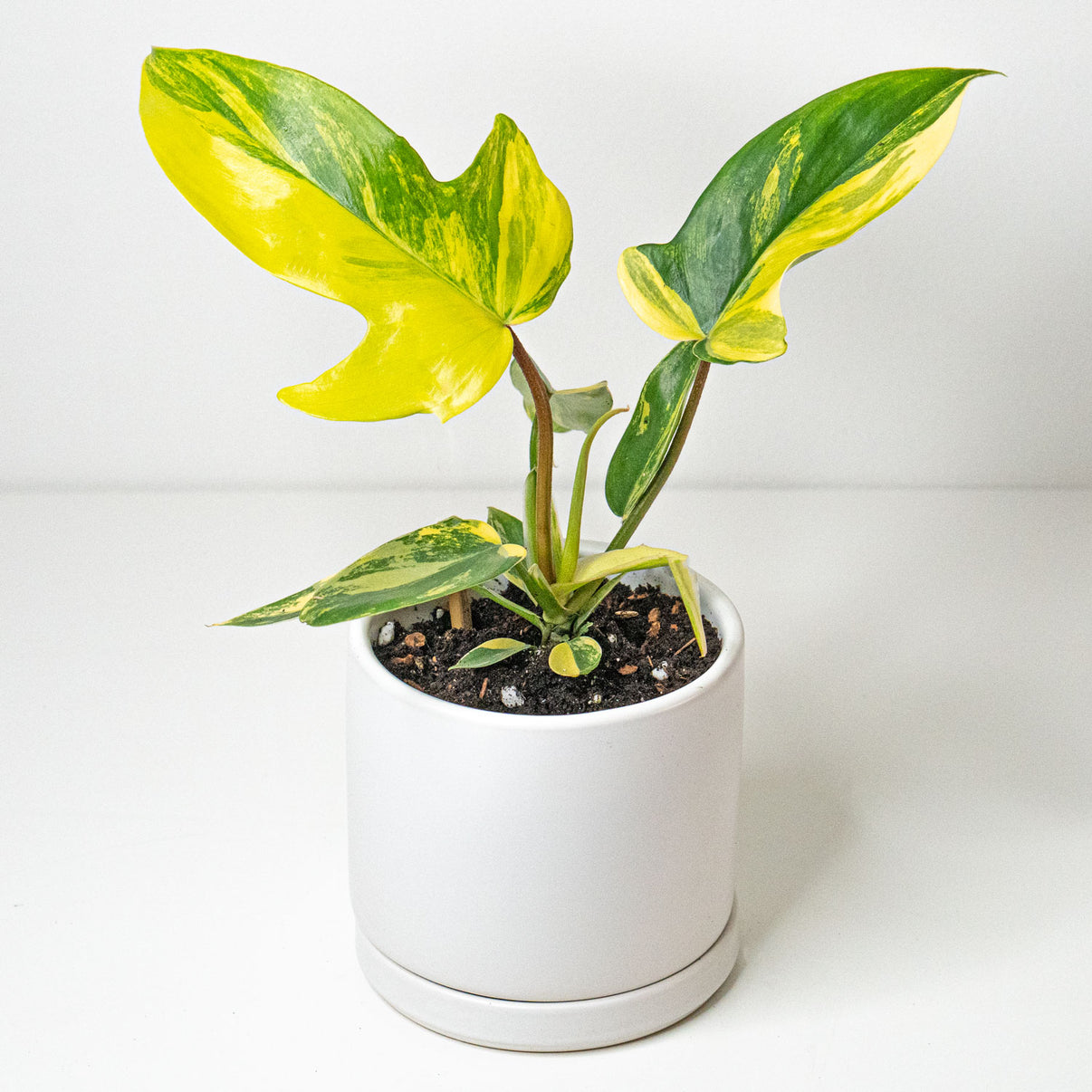 Philodendron Florida Beauty Variegated | Philo Florida Beauty in 4.5 ...