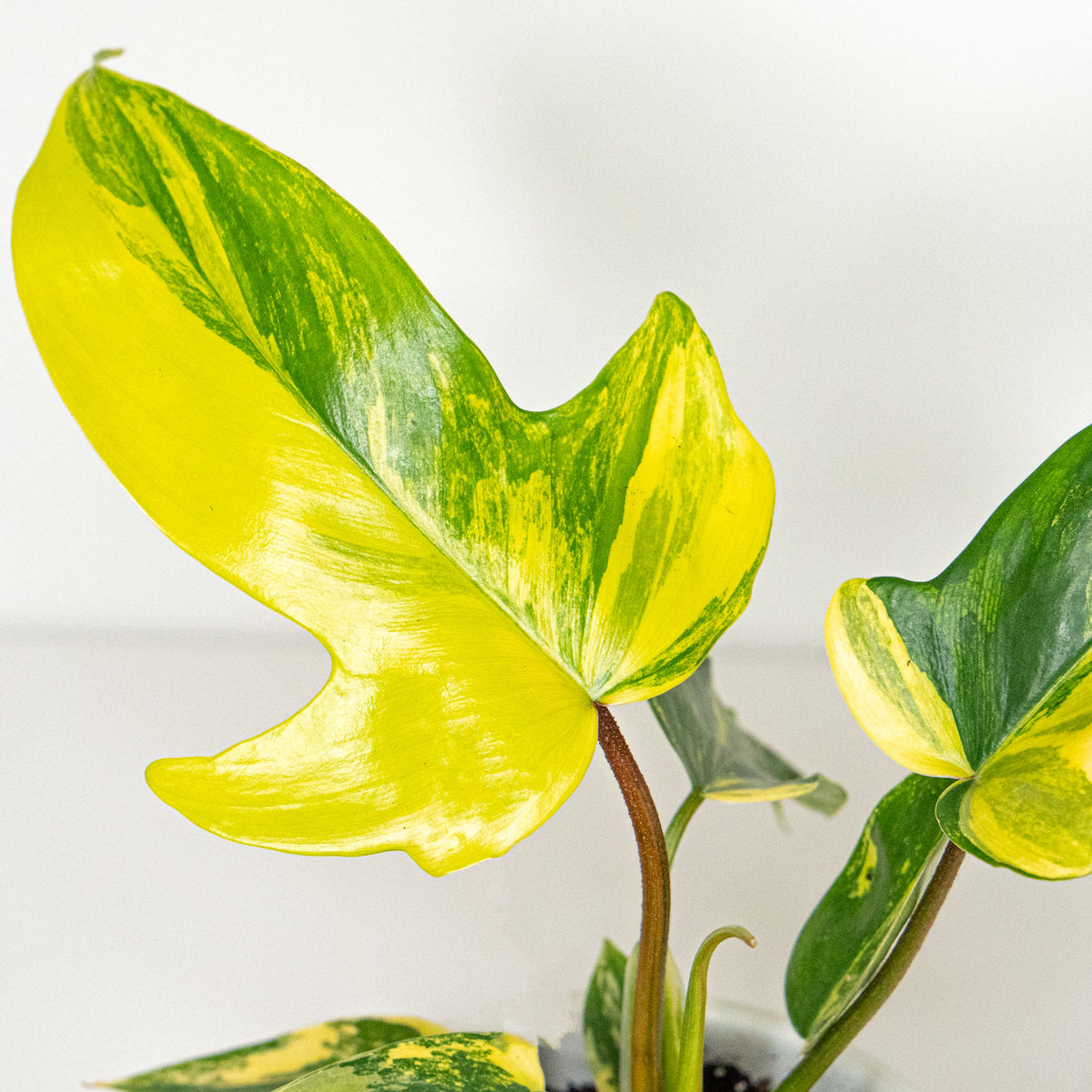 Philodendron Florida Beauty Variegated | Philo Florida Beauty in 4.5 ...