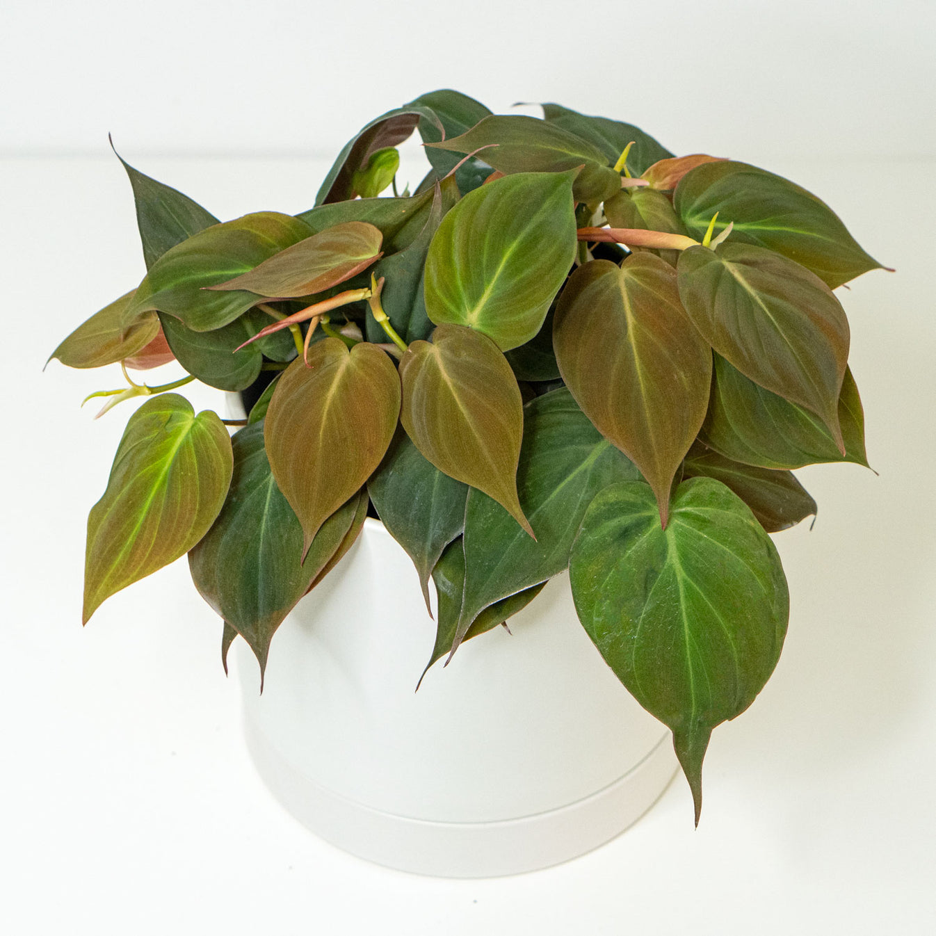 Philodendron Micans | Philo Micans in 4.5” Pot | Rare Potted Indoor ...