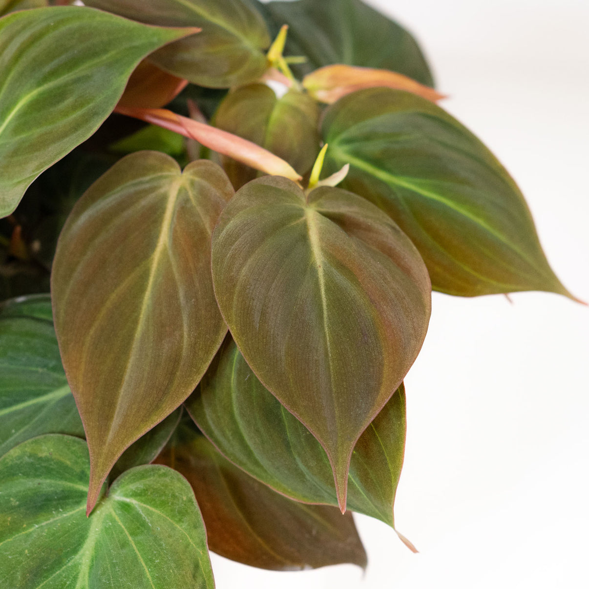 Philodendron Micans | Philo Micans in 4.5” Pot | Rare Potted Indoor ...
