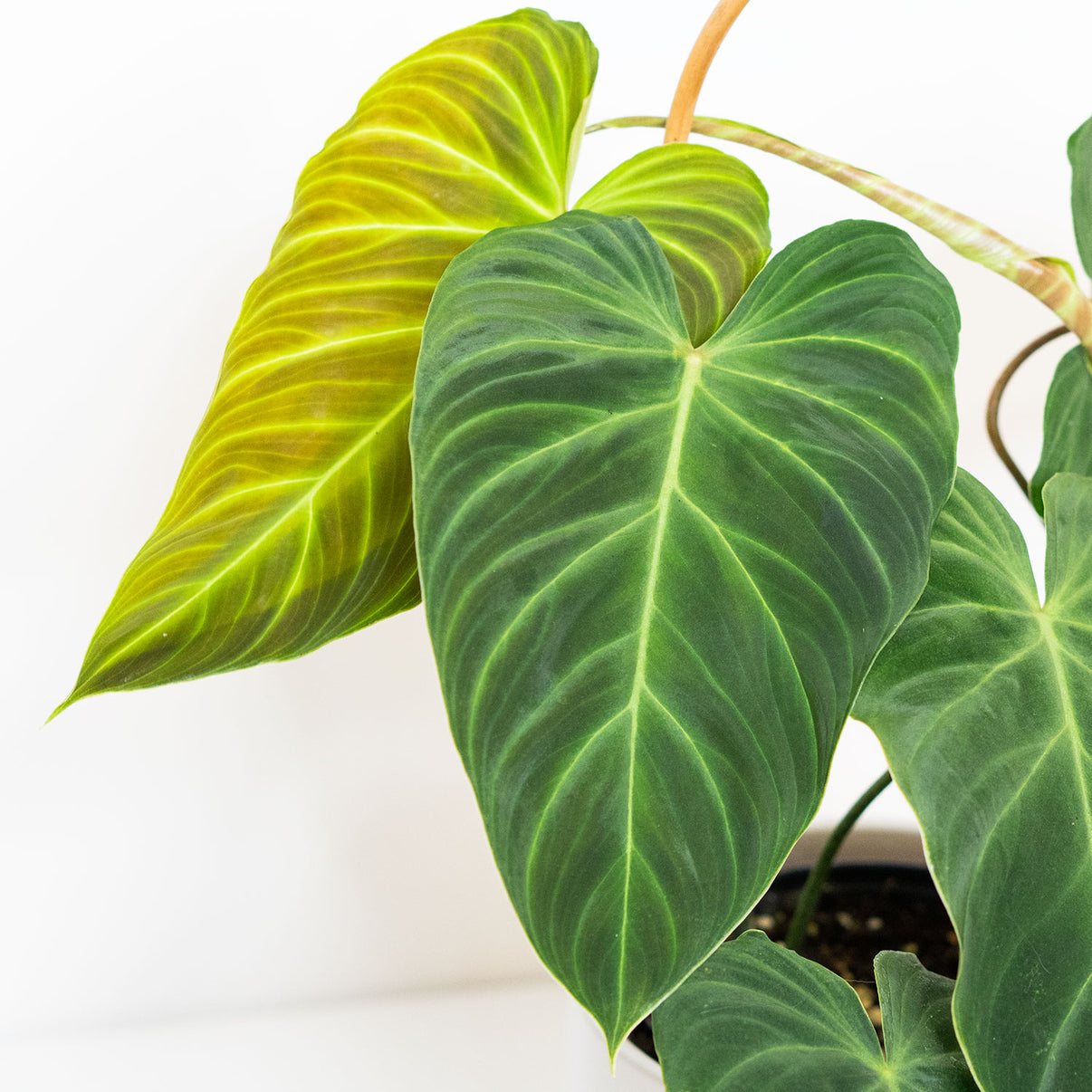Philodendron Splendid | Splendid Philodendron in 6” Pot | Rare Unique ...