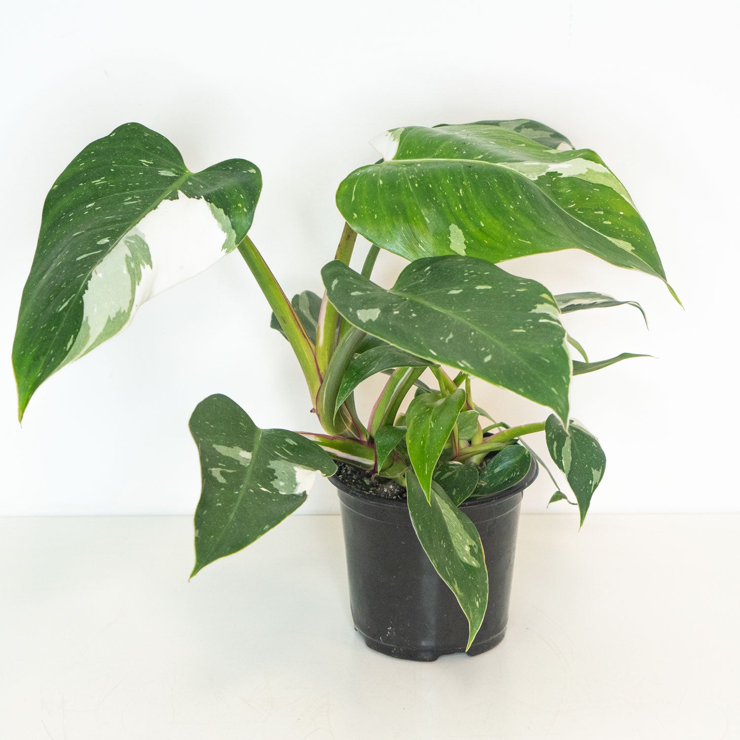 Philodendron White Princess | Planteia